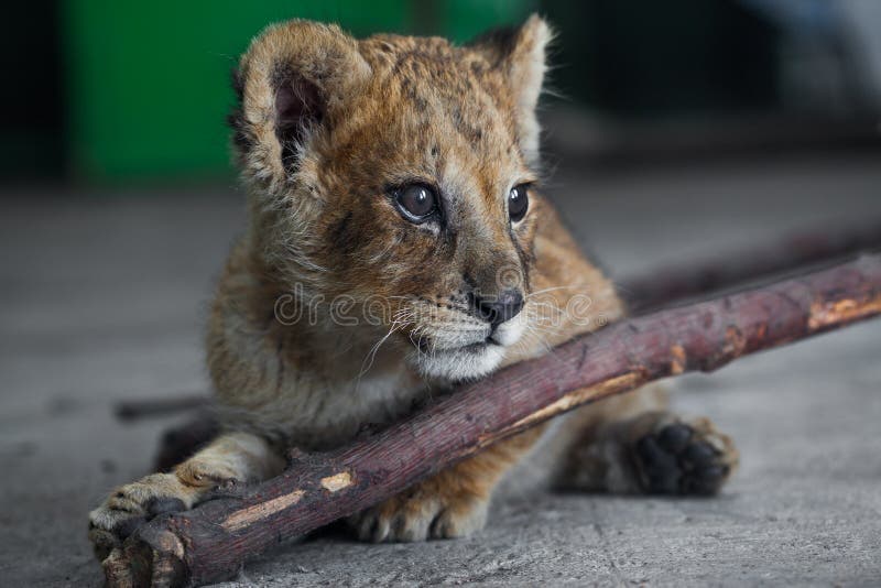 Cute lion stock image. Image of carnivore, female, lion - 23398925