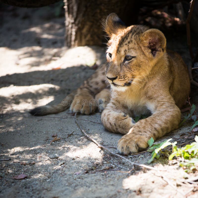 Cute lion cub stock image. Image of africa, natural, outdoors - 28163157