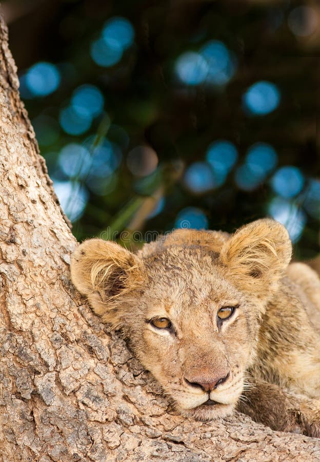 Cute Lion Cub Resting with Father Stock Photo - Image of park, lion ...