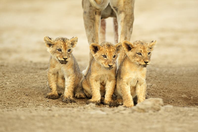 Cute lion cubs stock image. Image of carnivore, morning - 22702319