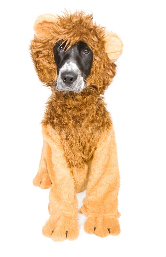 Cute lion dog stock image. Image of isolated, springer - 28798029