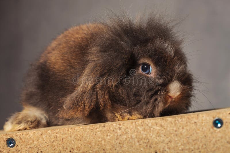 Cute Lion Head Rabbit Bunny Lying on a Wood Box, Stock Image - Image of ...