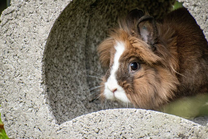 Cute Lionhead Rabbit in the Yard, Close-up Stock Photo - Image of ...
