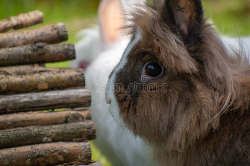 Cute Lionhead Rabbit in the Yard, Close-up Stock Photo - Image of ...