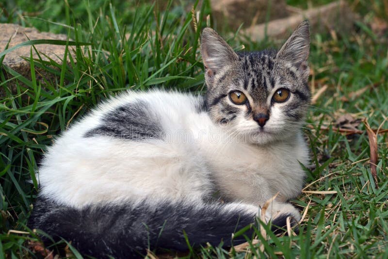 Cute Litle Kitten Lying on the Grass Looking Stock Image - Image of ...