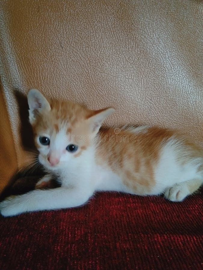 Cute litlle kitty stock photo. Image of whiskers, cute - 269086370