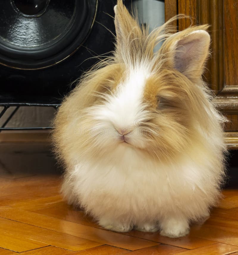 Cute little Angora bunny stock image. Image of playful - 220030379