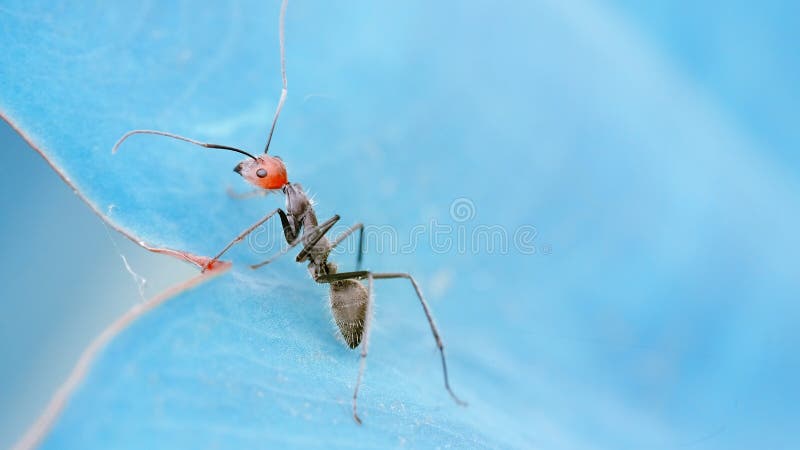Cute little ant stock image. Image of blue, closeup, help - 81279339