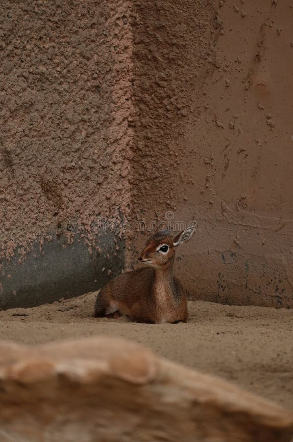 Cute Little Antelope in the Zoo Stock Image - Image of common, mammals ...