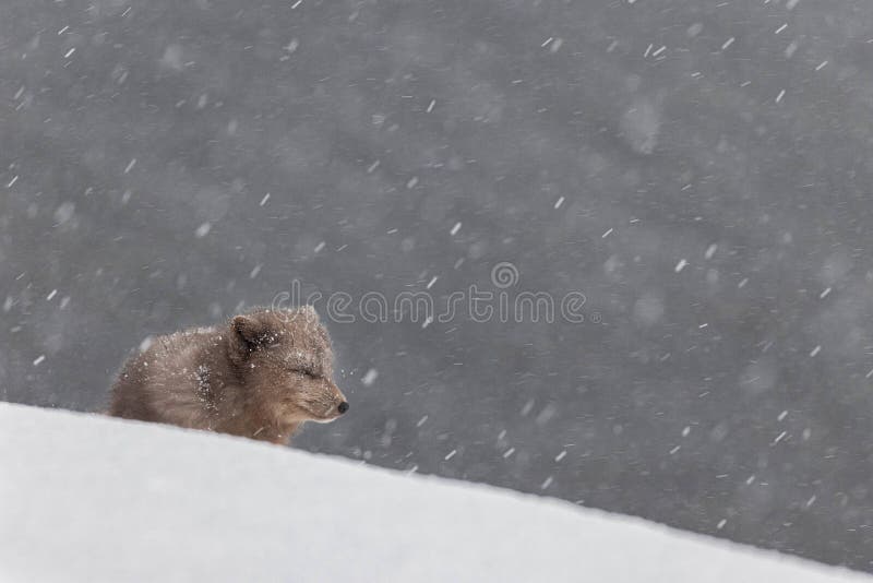 Cute Little Arctic Fox Squinting in the Snow Stock Photo - Image of ...