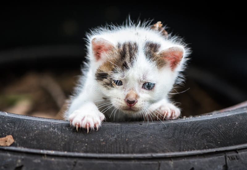 Cute Little Baby Cat stock photo. Image of lone, sweet - 75434206
