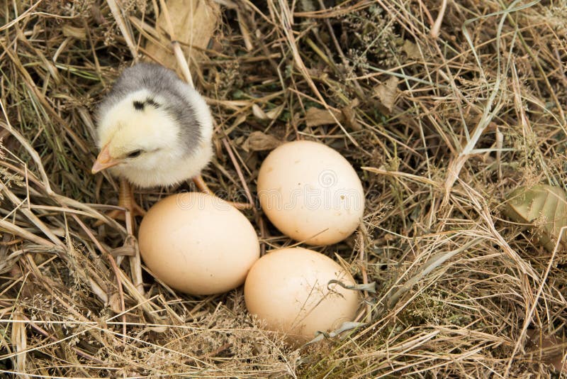 Baby Chicken stock photo. Image of farming, beautiful - 22846602