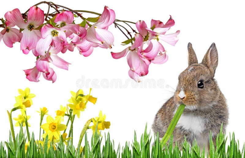 Cute Little Baby Rabbit Eating a Grass Stock Photo - Image of easter ...