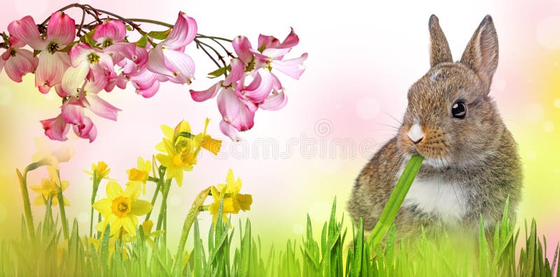 Cute Little Baby Rabbit Eating a Grass Stock Image - Image of isolation ...
