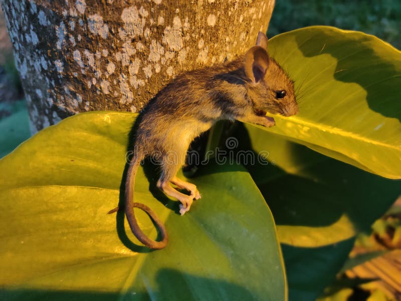 The Cute Little Baby Rat Picture Stock Image - Image of mouse, green ...