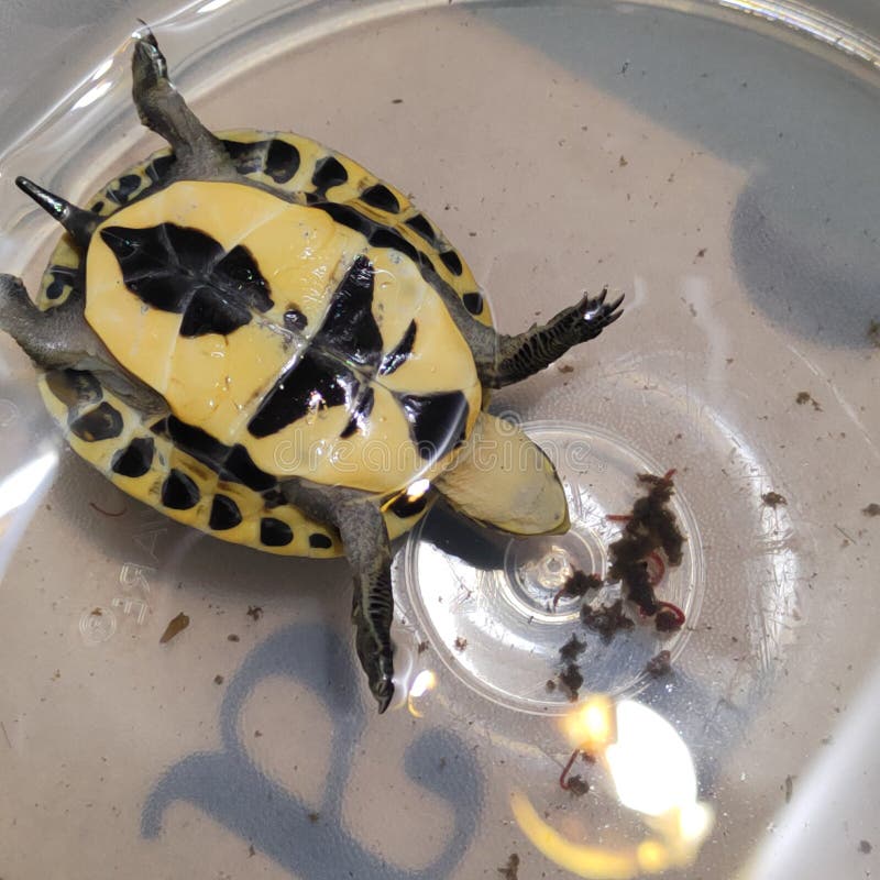 Cute Little Baby Turtle Basking in the Sun at the Morning Stock Image ...