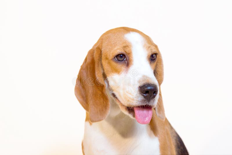 Cute Little Beagle Dog Smiling Studio Portrait Stock Image - Image of ...
