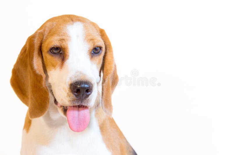 Cute Little Beagle Dog Smiling Studio Portrait Stock Image - Image of ...