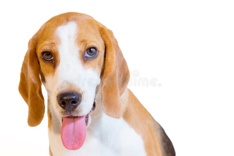 Cute Little Beagle Dog Smiling Studio Portrait Stock Photo - Image of ...
