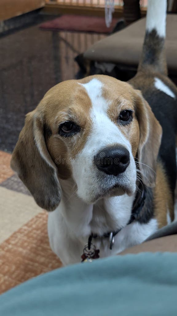 Cute Little Beagle with the Most Attractive Expression Stock Photo ...