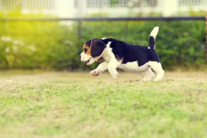 Cute little Beagle stock image. Image of garden, puppy - 102871083