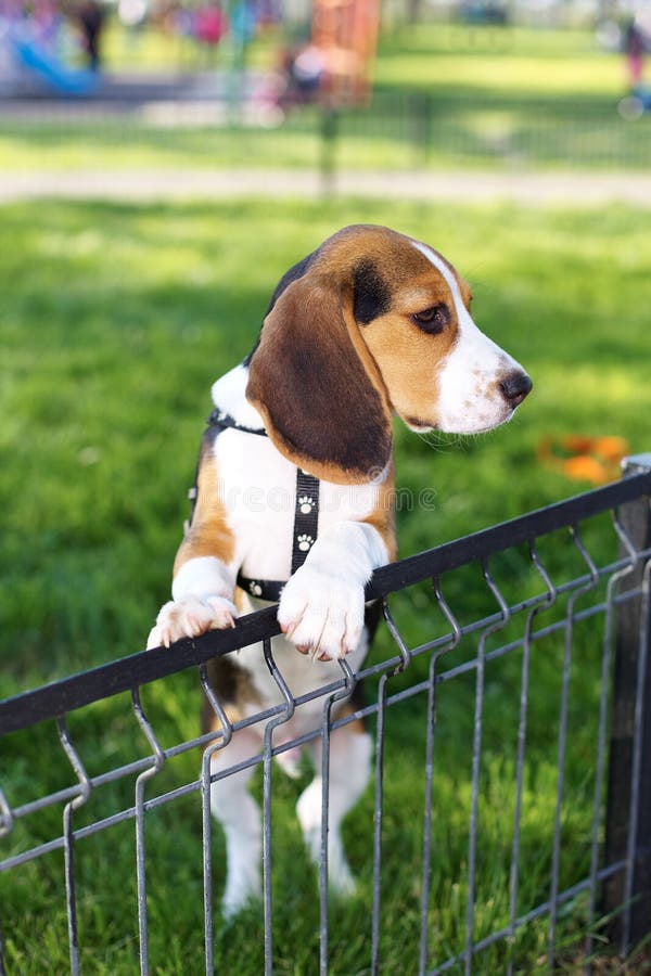 Cute Little Beagle Puppy in the Park Stock Photo - Image of doggy ...