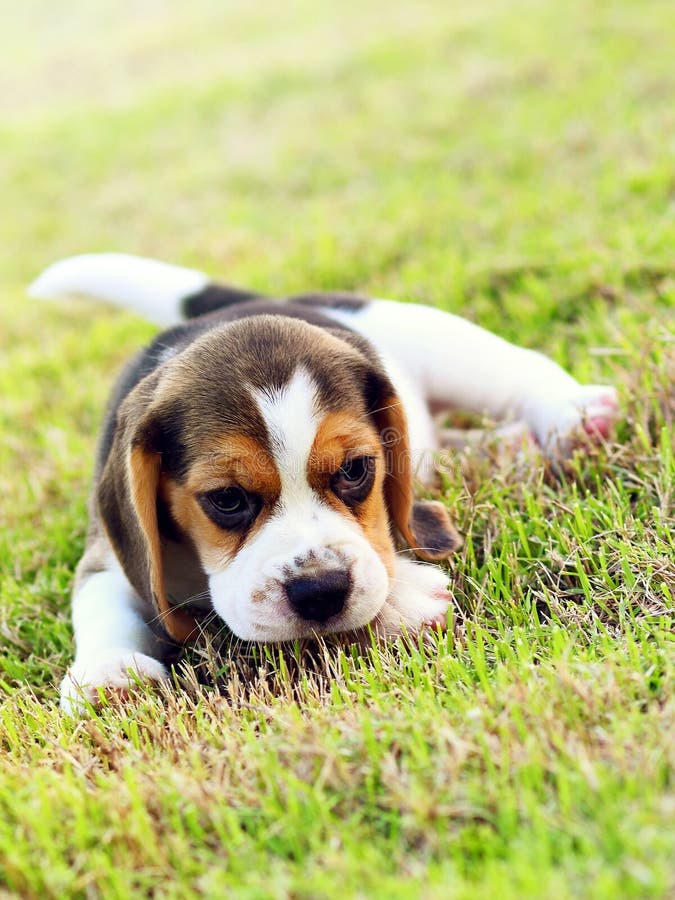 Cute little Beagle stock photo. Image of field, gardenn - 112120482