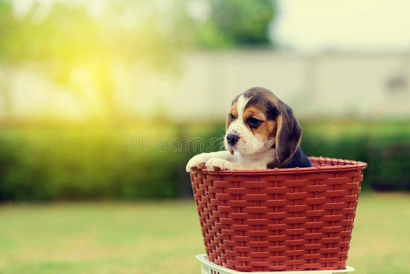 Cute little Beagle stock photo. Image of puppy, cute - 110941258