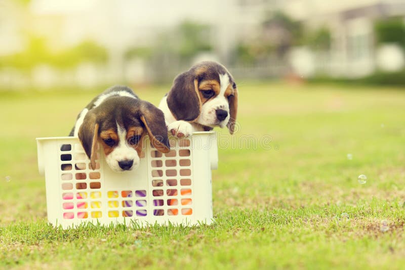 Cute little Beagles stock image. Image of beagle, field - 103858563