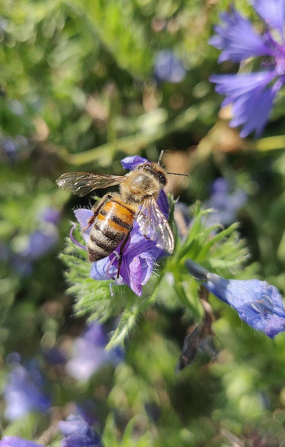 Cute little bee stock image. Image of pollinator, animal - 202837563