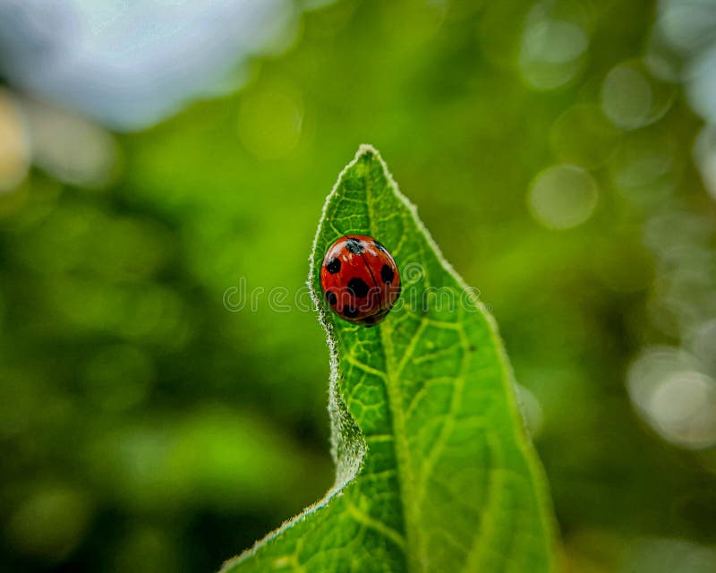 Cute Little Beetle in My Garden Stock Image - Image of little, garden ...