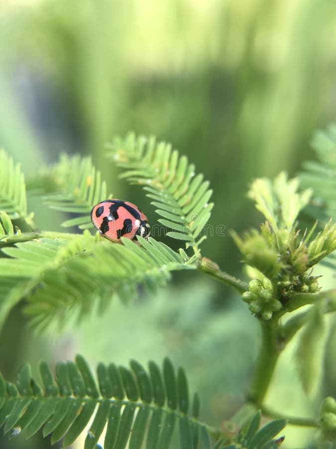 Cute little beetle stock image. Image of cute, little - 334586443