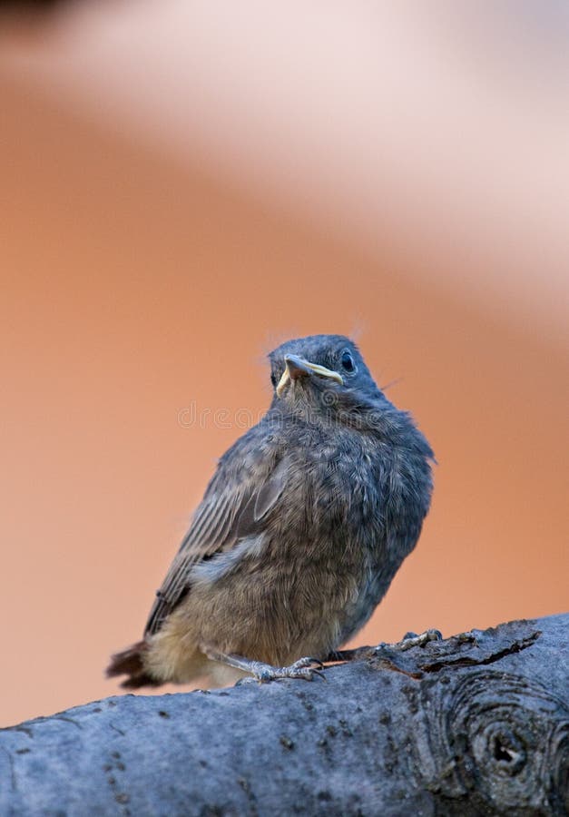 Cute little bird stock image. Image of flight, lovely - 12062463