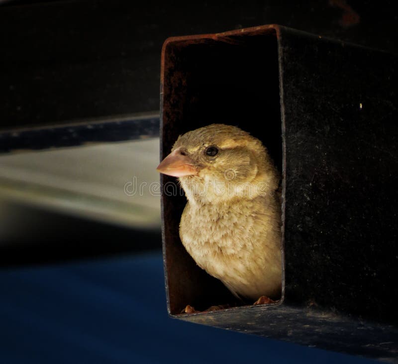 Cute little bird stock image. Image of cute, bird, sitting - 218199019