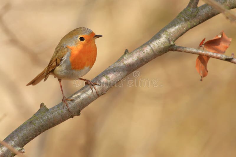 Cute Little Bird, European Robin Stock Image - Image of perched, tree ...