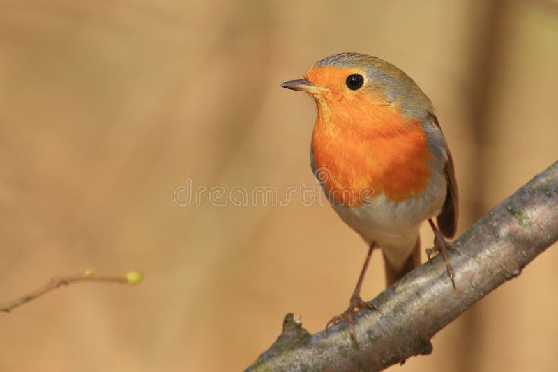 Cute Little Bird, European Robin Stock Photo - Image of european, cute ...