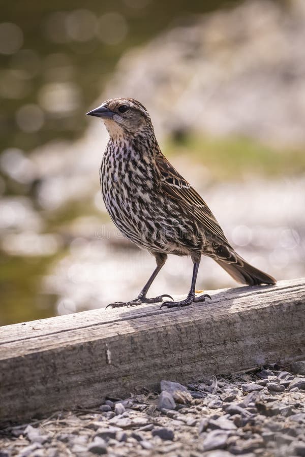 Cute little bird on a Log stock image. Image of animal - 116599903