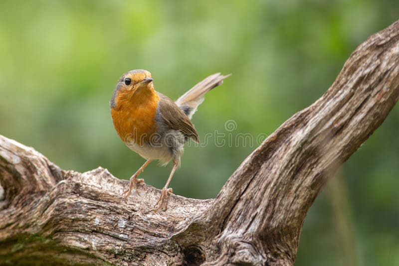 Cute Little Bird, Robin, Sitting on a Branch with a Green Background ...