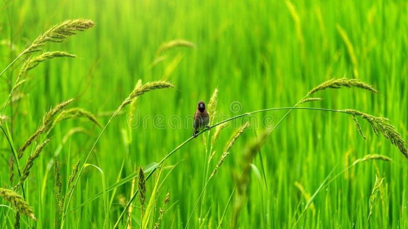 Birds in Rice Fields, Close Up Details of Munia Birds in the Rice ...
