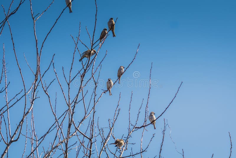 Sparrows on the Tree stock photo. Image of ornithology - 100056482