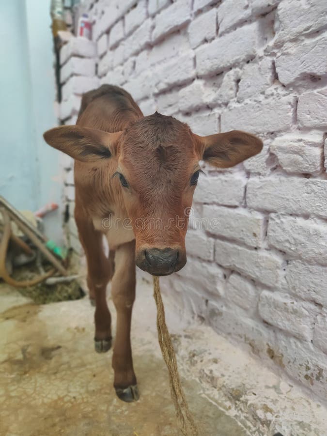 This is a Cute Little Bit of a Cow Stock Image - Image of field, child ...