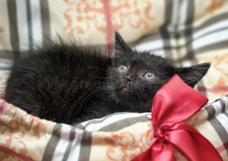 Little Black Kitten Gift with Bow Stock Image - Image of little ...
