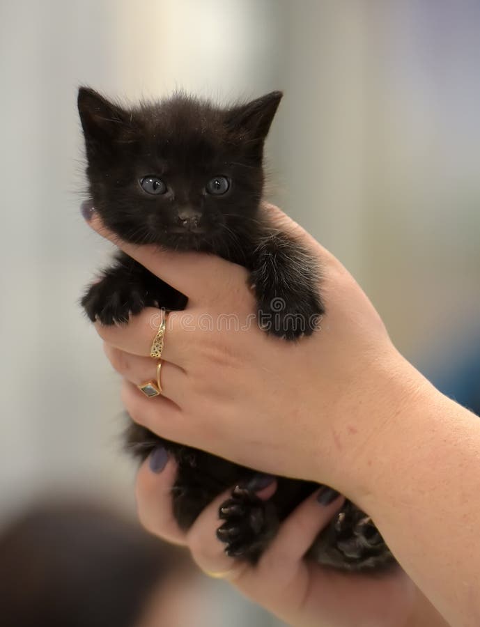 Cute little black kitten stock photo. Image of beautiful - 146073982