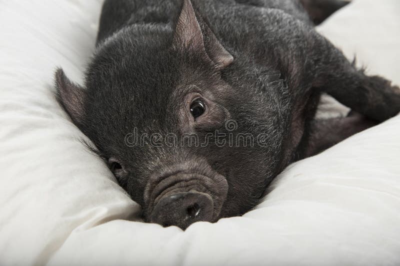 Cute Black Pigs