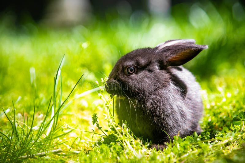 Cute Little Black Rabbit on the Grass Meadow Eating Stock Image - Image ...