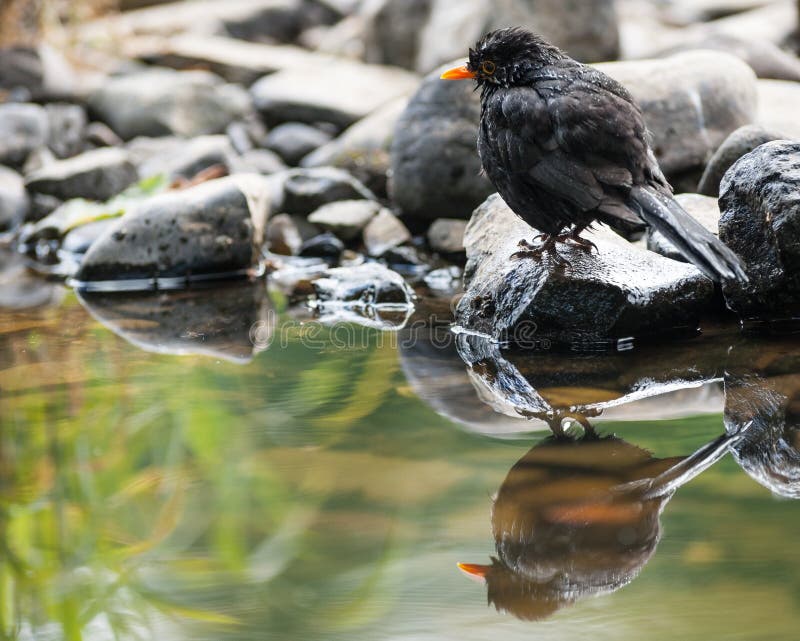 Cute Little Blackbird by Pond Stock Photo - Image of nature, pond: 46279850