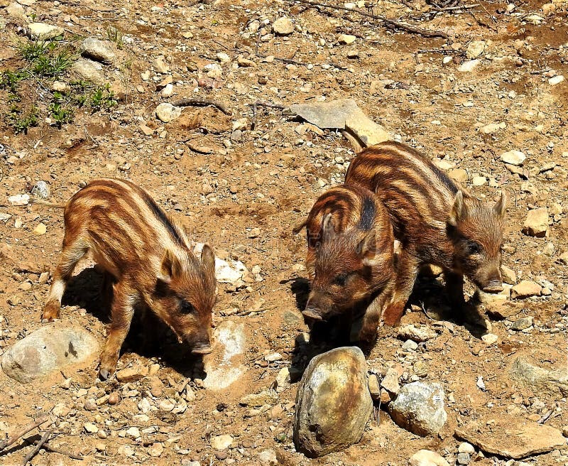 Cute Little Boar Playing on the Ground Stock Photo - Image of wild ...