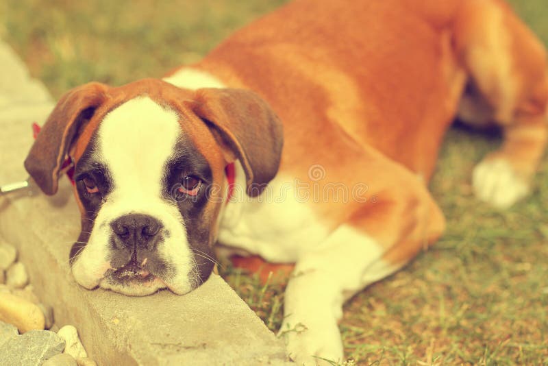 Cute Little Boxer Looking at the Camera Stock Photo - Image of boxer ...