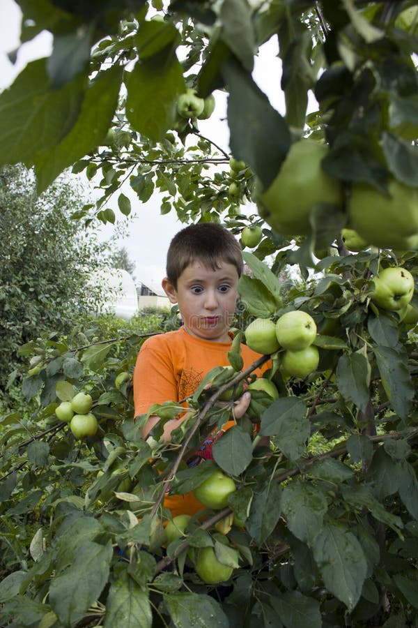 Cute Little Boy by an Apple Tree with Apples Stock Photo - Image of ...