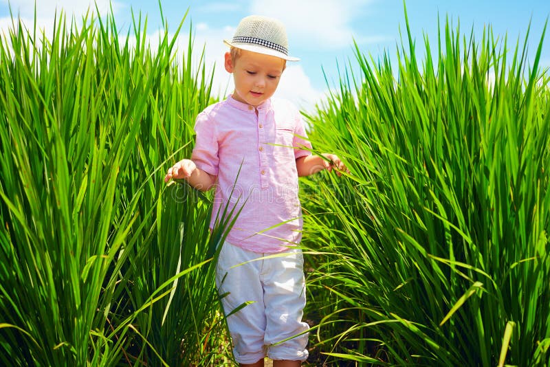 Cute Little Boy Walking through the Rice Field Stock Photo - Image of ...